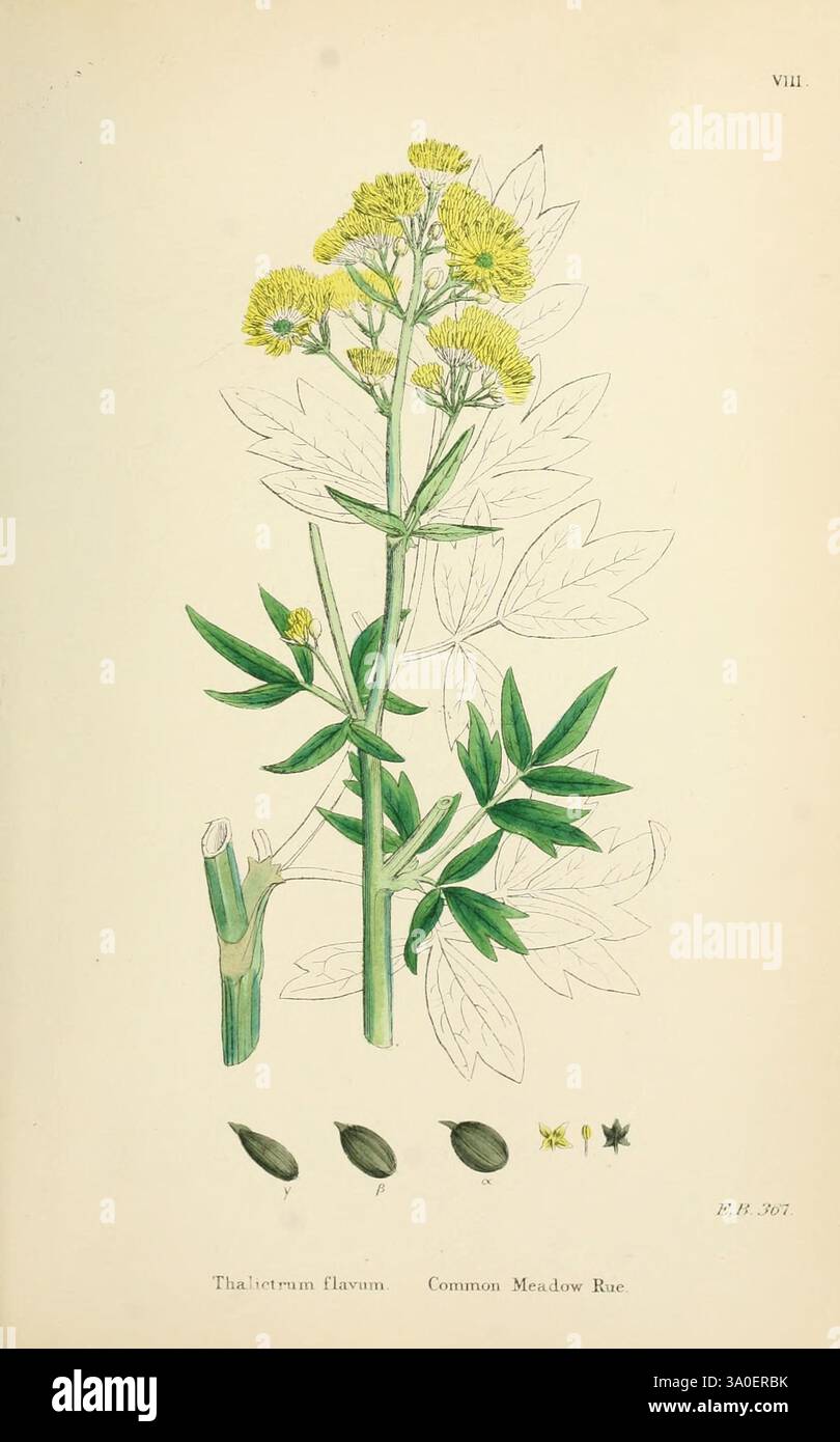 English, botany, or Coloured figures of British plants, London, R ...