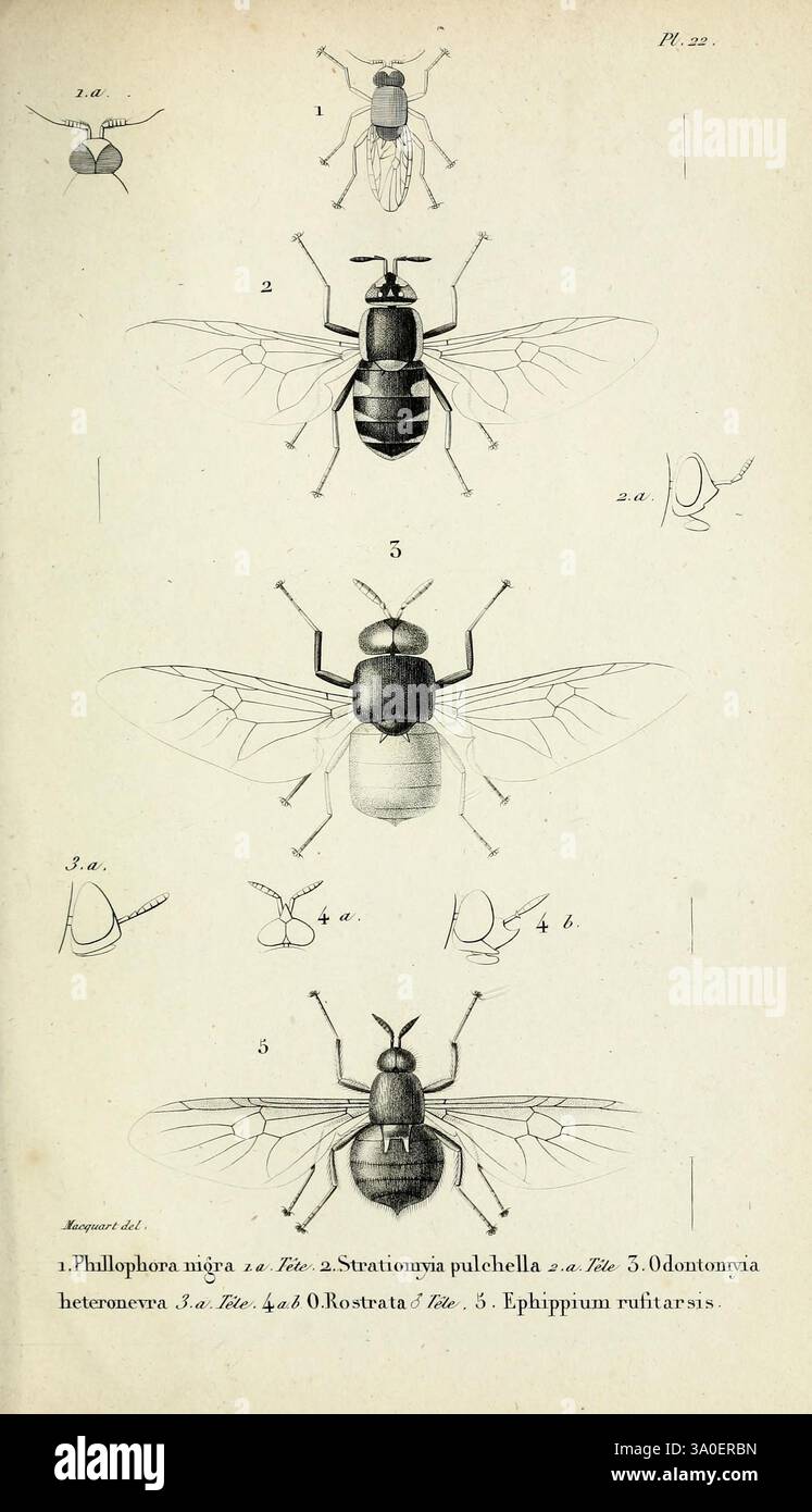 Showcasing various species of insects hi-res stock photography and ...