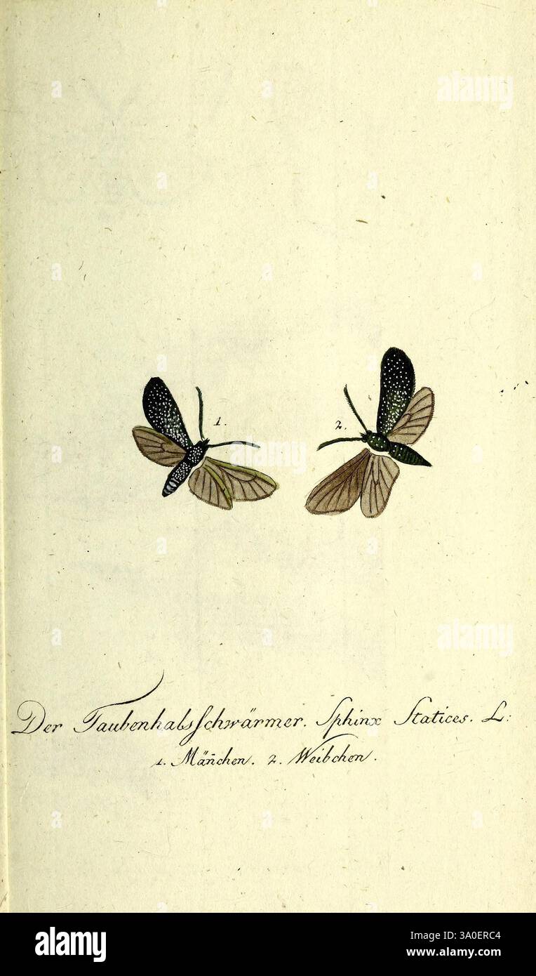 Classic representation of entomological study hi-res stock photography ...