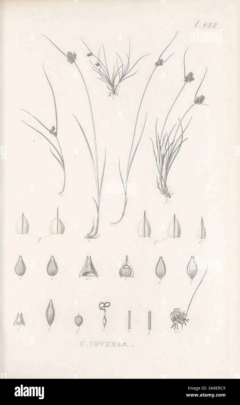Detailed representation of different seed shapes hi-res stock ...
