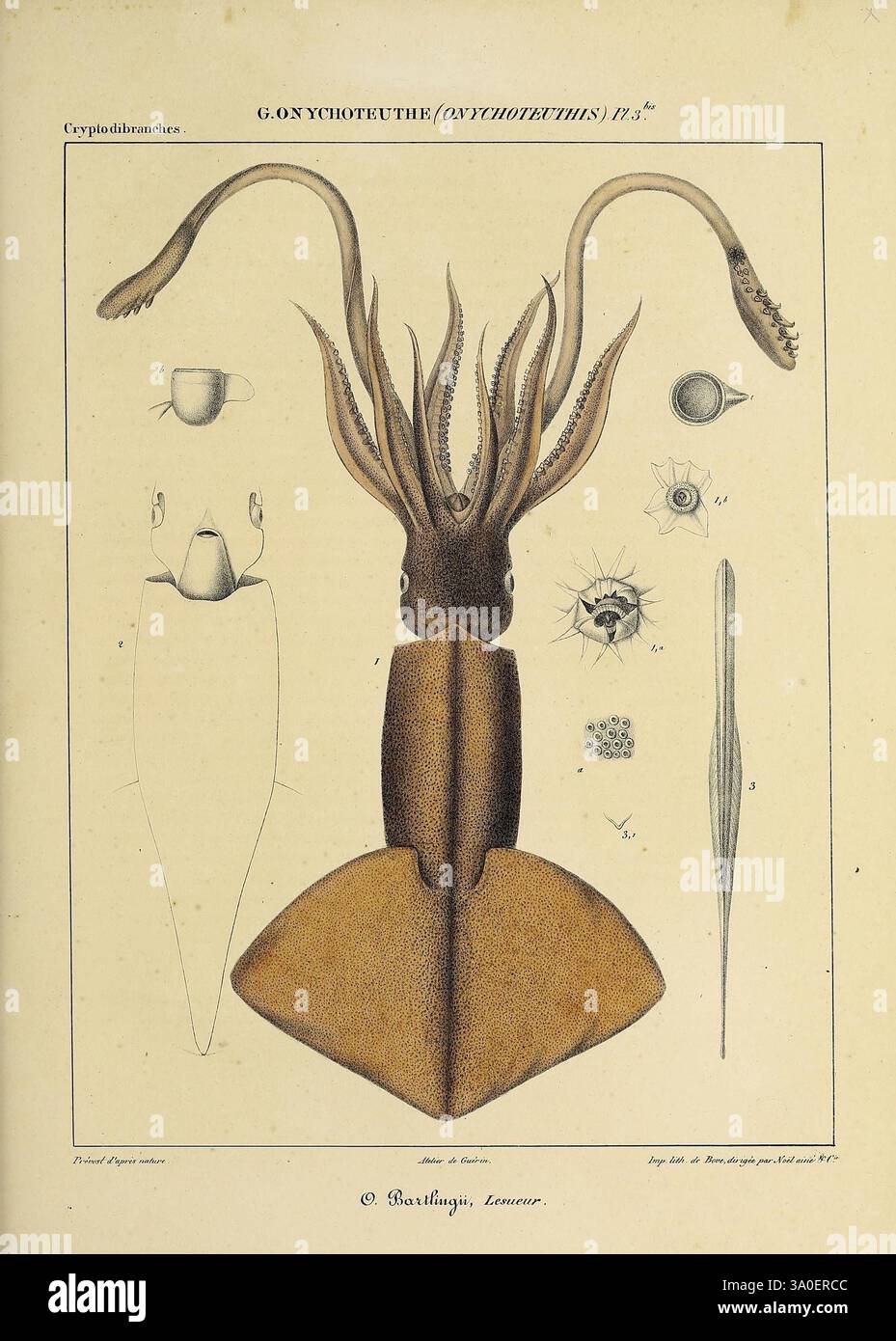 Histoire naturelle, générale et particulière des céphalopodes ...