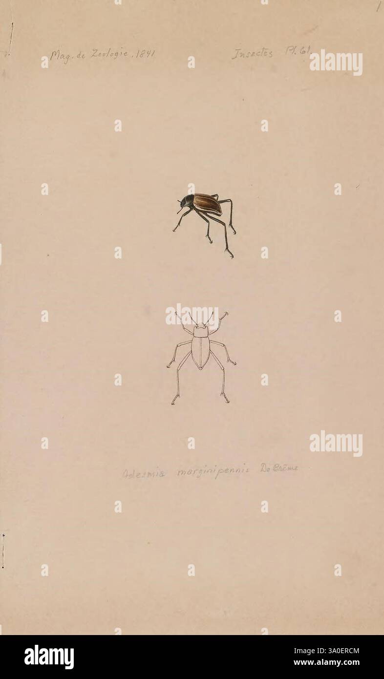 Line drawing of another insect hi-res stock photography and images - Alamy