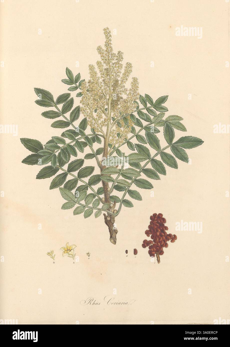 Flora Graeca, sive, Plantarum rariorum historia, quas in provinciis aut ...