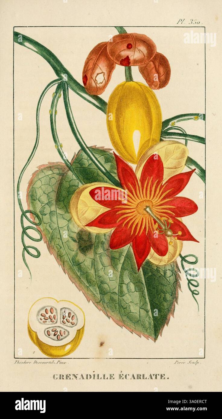 Flore pittoresque et médicale des Antilles, Paris Pichard, 1821-1829 ...