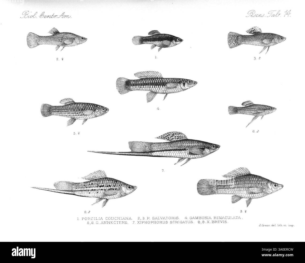 Fish showcases distinct physical characteristics hi-res stock ...