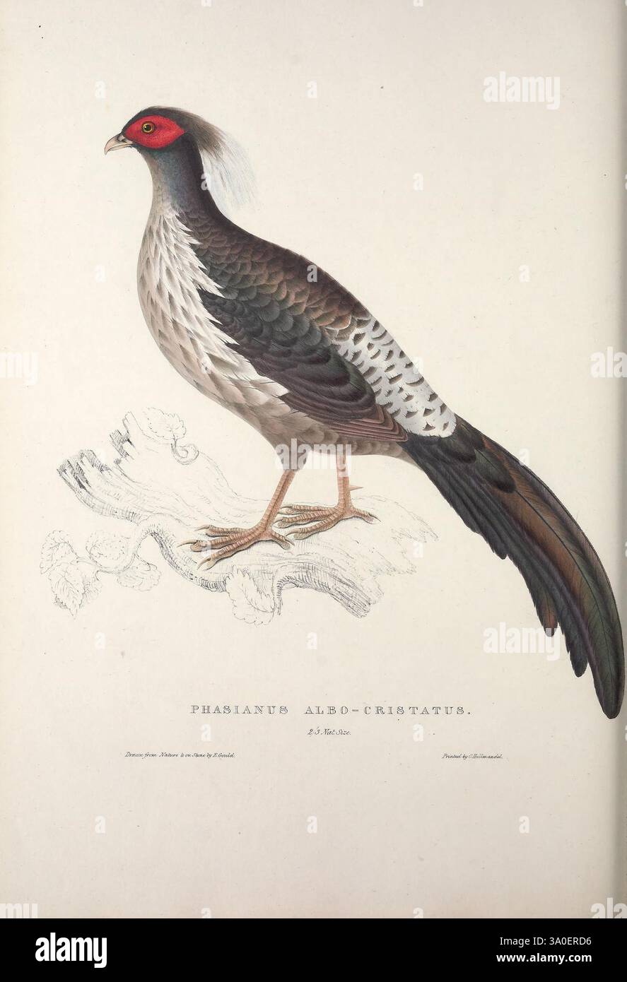 Distinguished crest atop hi-res stock photography and images - Alamy