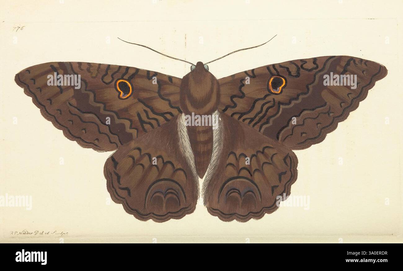 The naturalist's miscellany, or Coloured figures of natural objects ...
