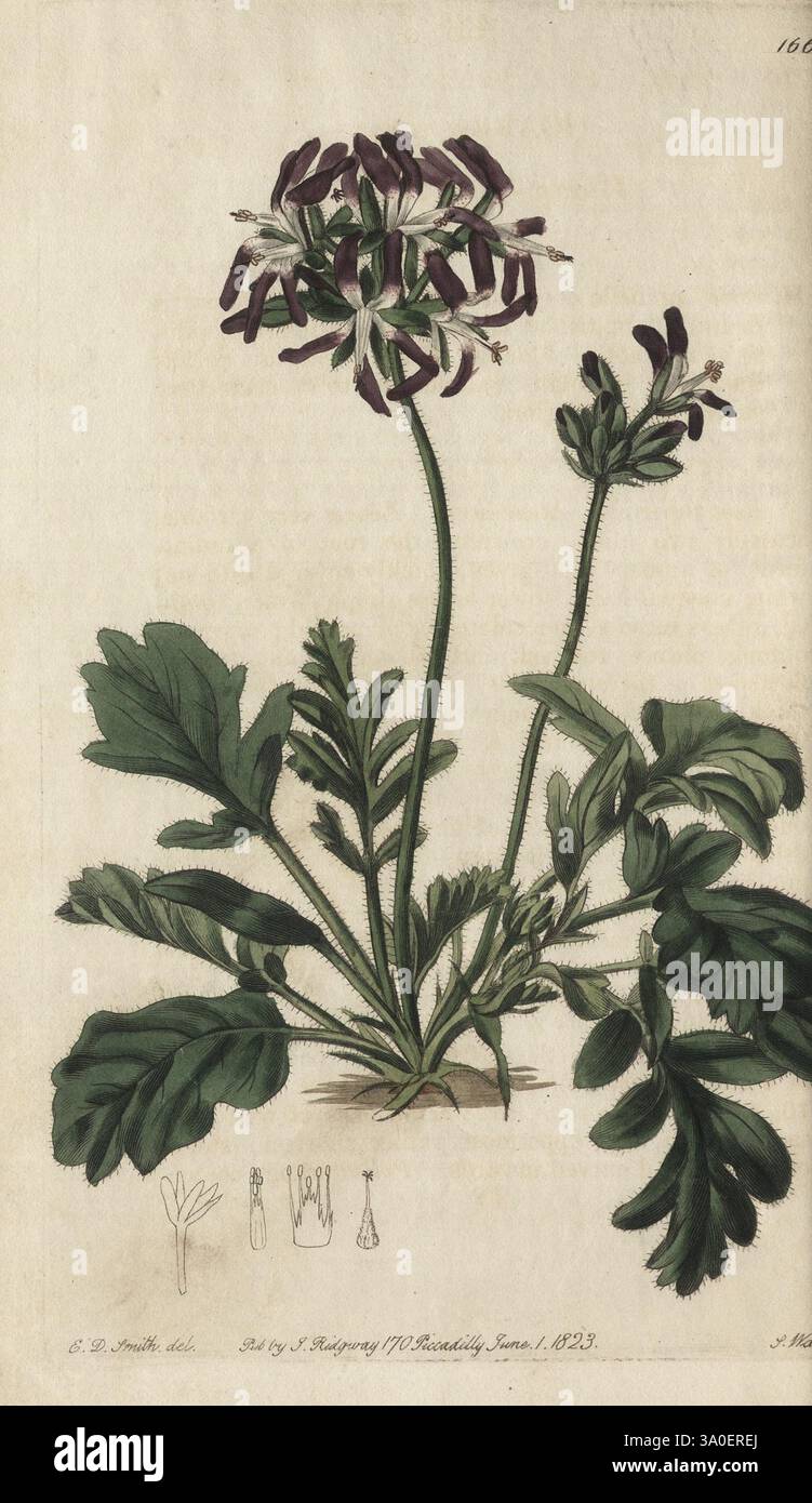 Geraniaceae, London, Printed for James Ridgway, Piccadilly, 1820-1830 ...