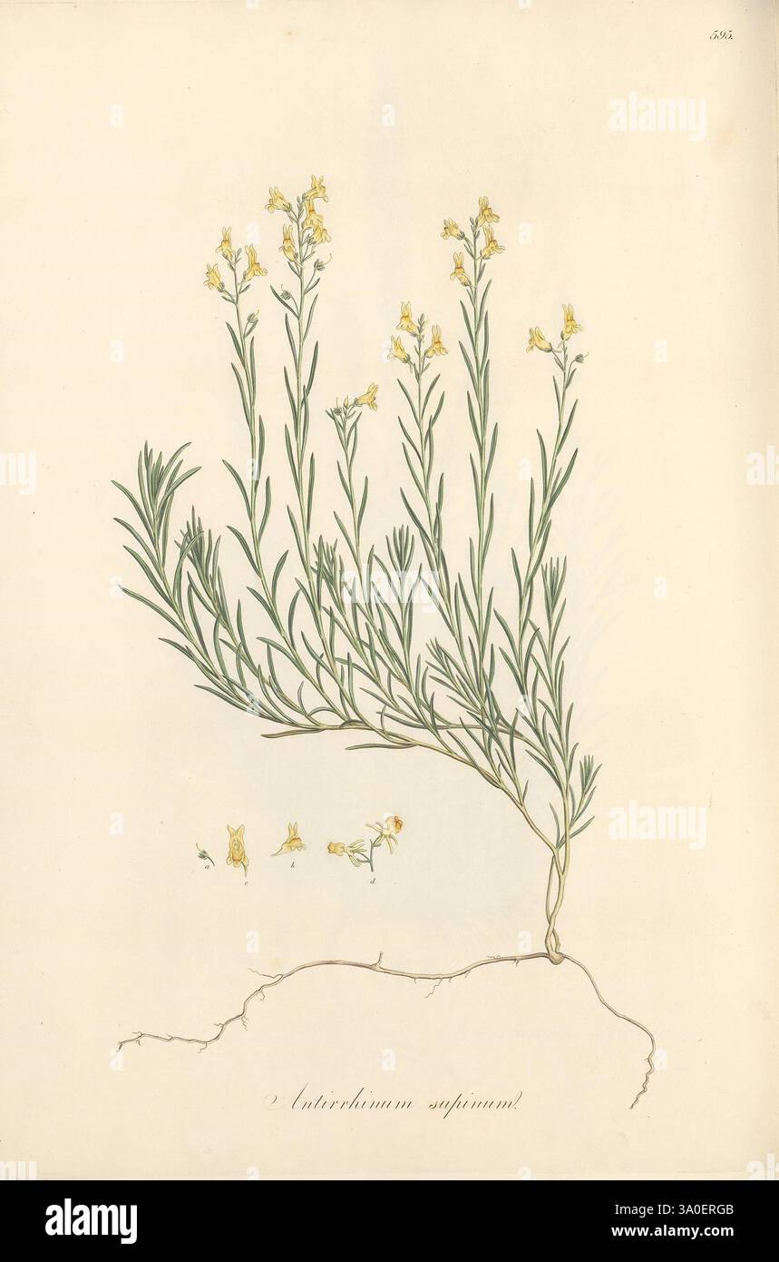 Flora Graeca, sive, Plantarum rariorum historia, quas in provinciis aut ...