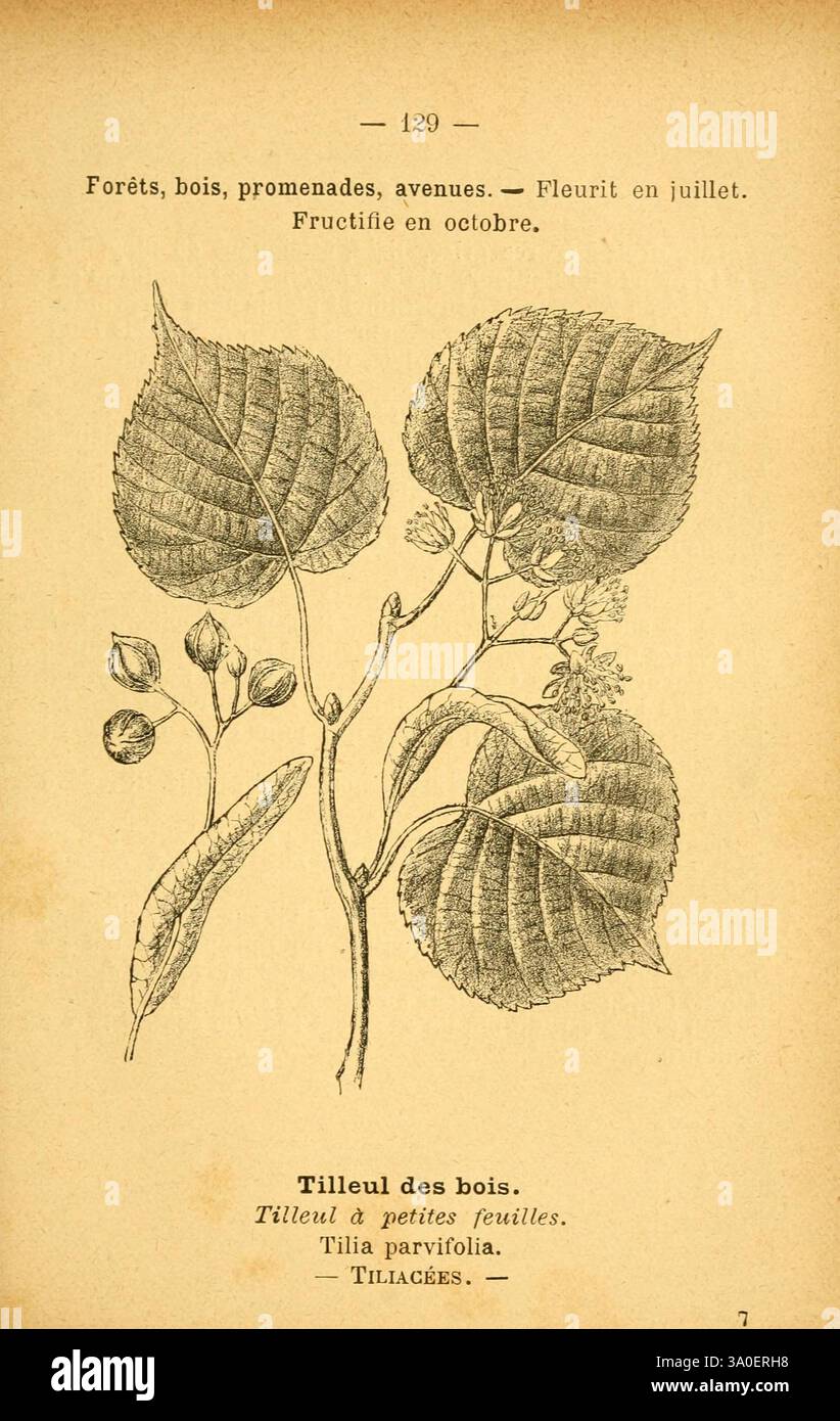 Atlas de poche des plantes des champs Prairies et des bois Paris P ...