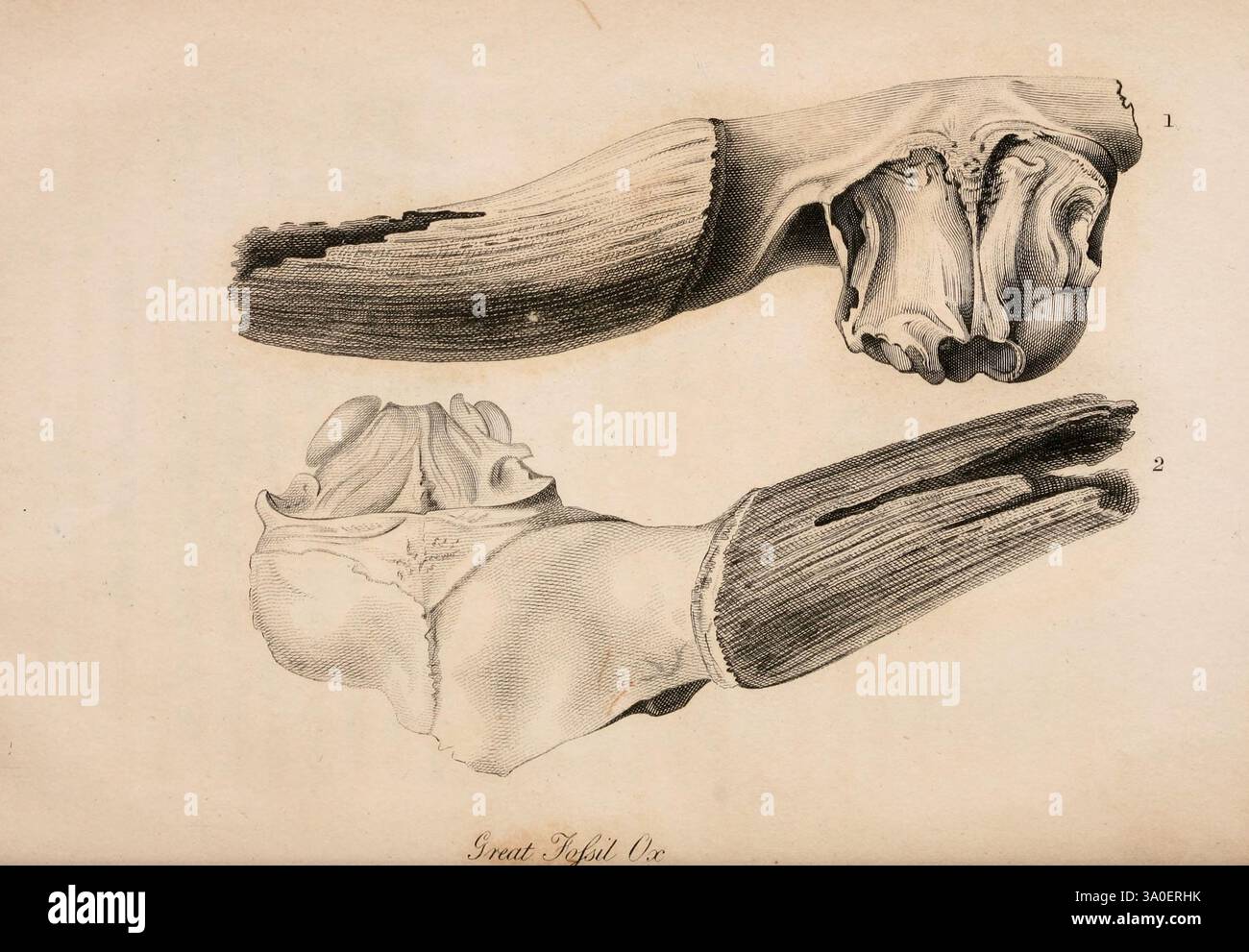 American natural history, Philadelphia, H.C. Carey & I. Lea, 1826-28 ...