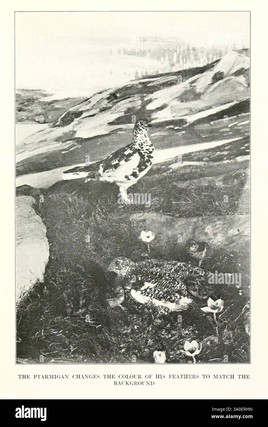 Stokes company 1917 birds lagopus hi-res stock photography and images ...