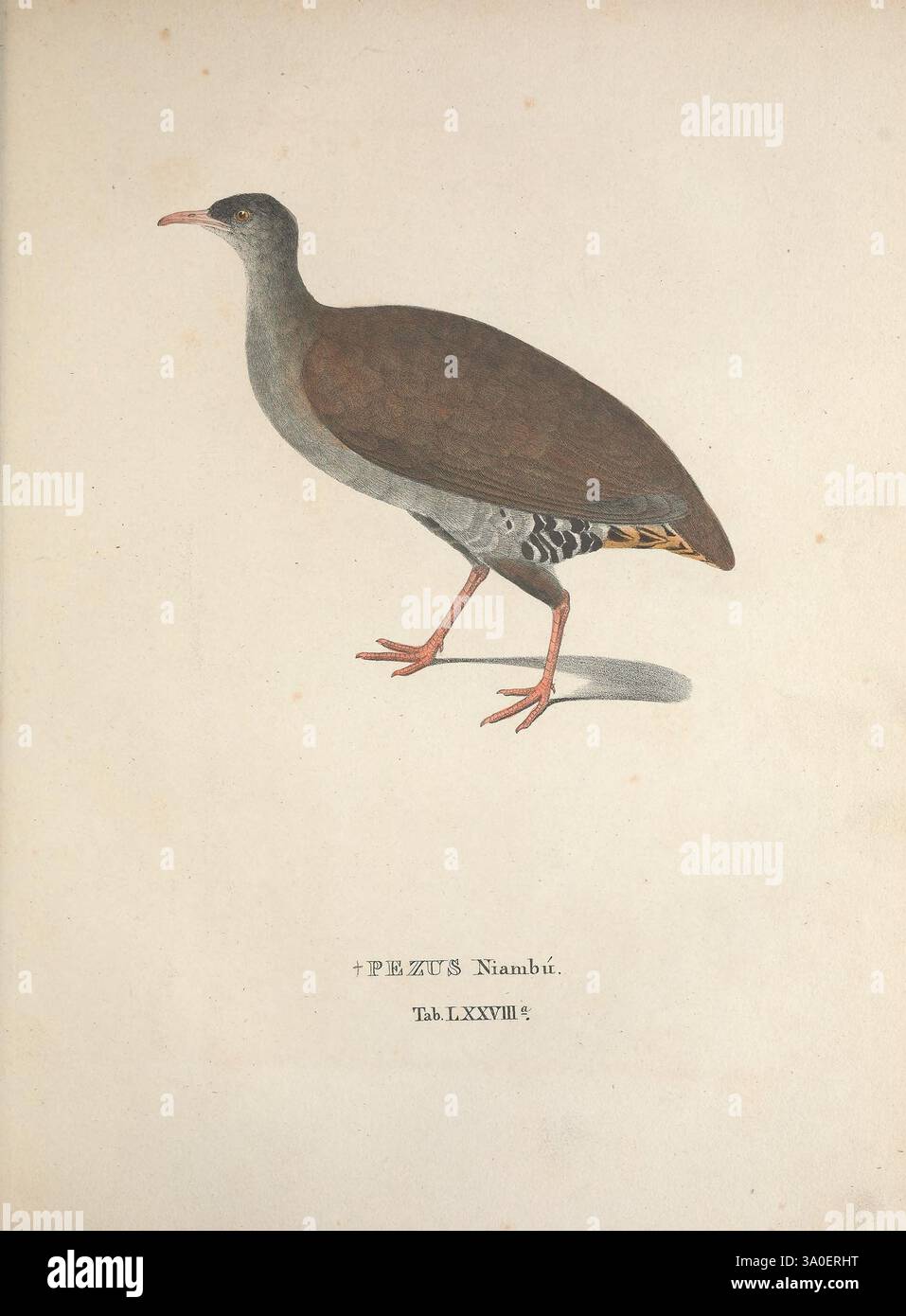 Avium species novae quas in itinere per Brasiliam annis MDCCCXVII ...