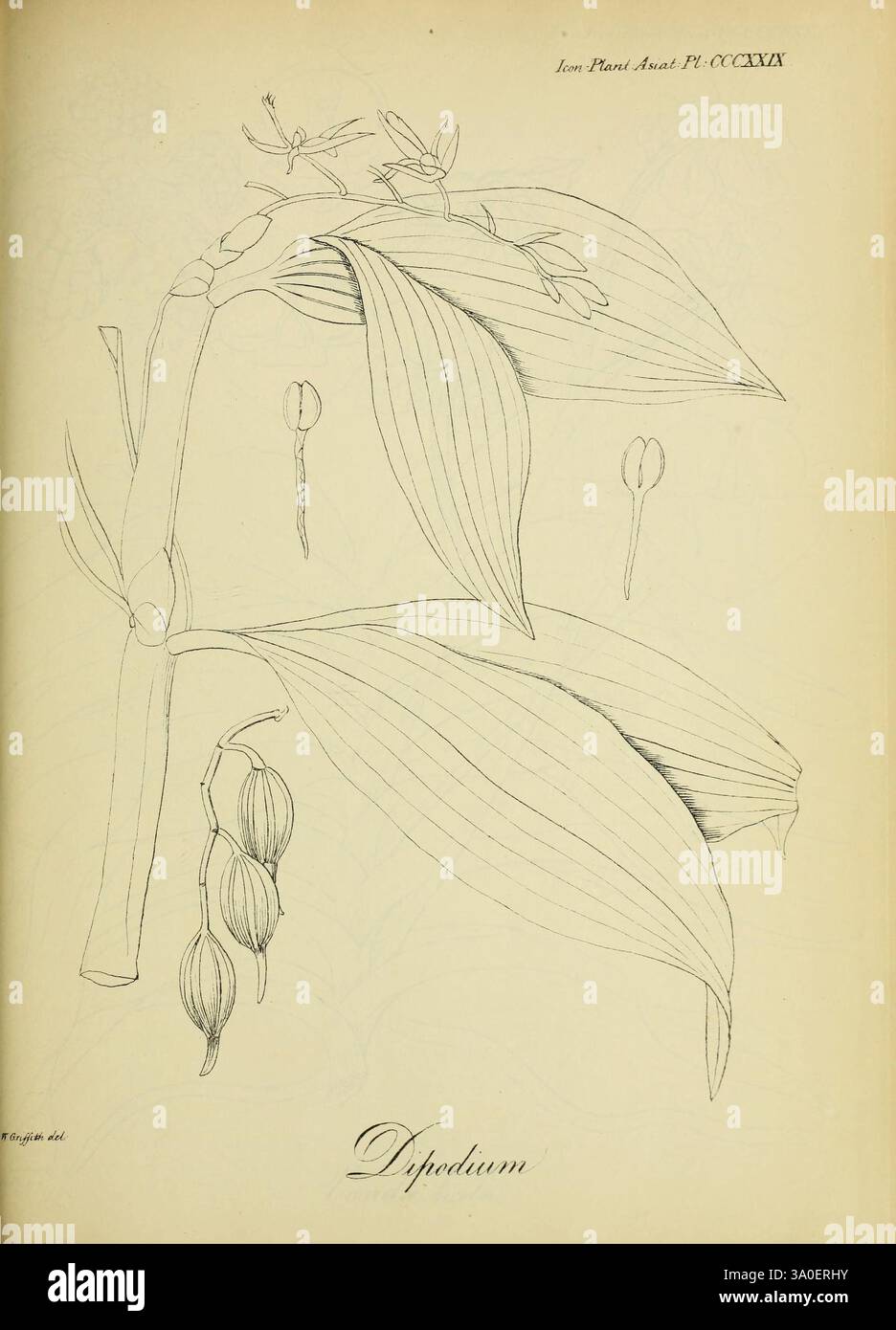 Icones plantarum asiaticarum, Calcutta, Bishop's College Press, 1847-54 ...