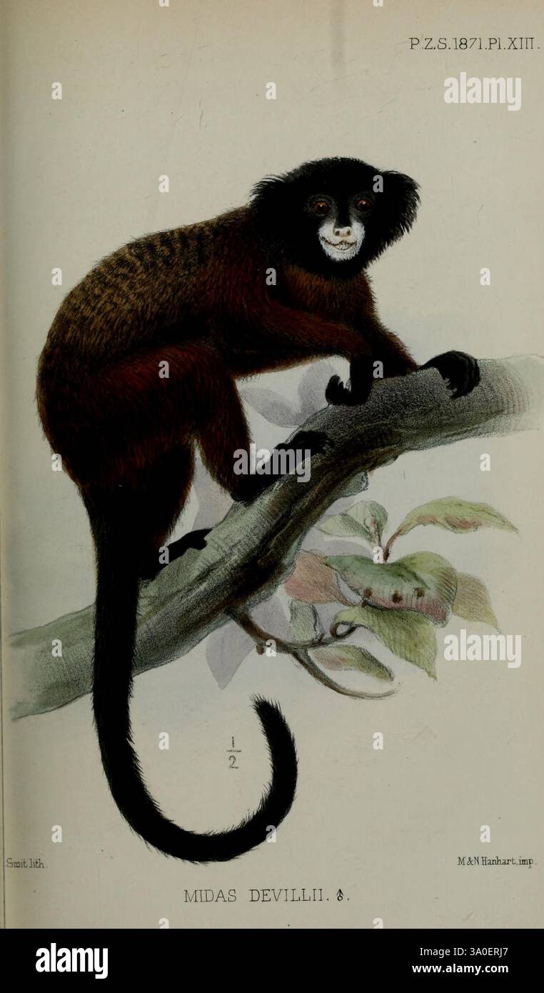 Monkeys agile physique hi-res stock photography and images - Alamy