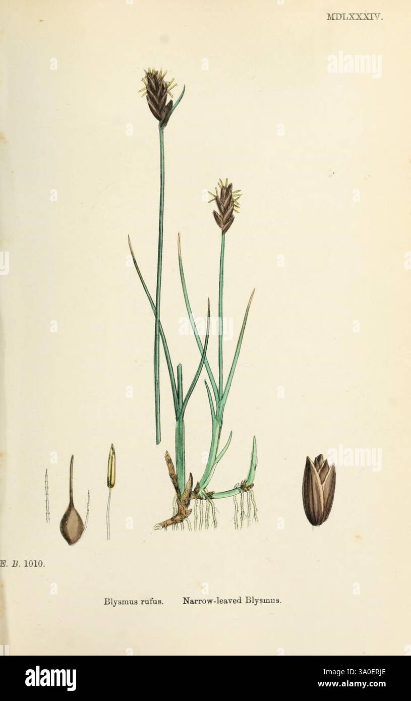 English, botany, or Coloured Figures of British Plants, London, R ...