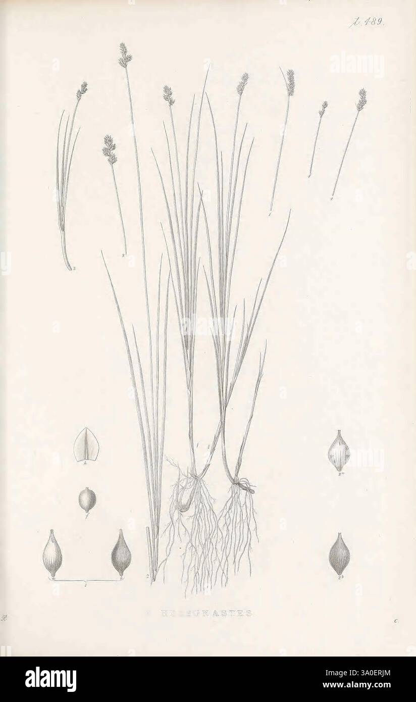 Illustrations, of, the, genus, Carex, London, William, Pamplin, 1858 ...
