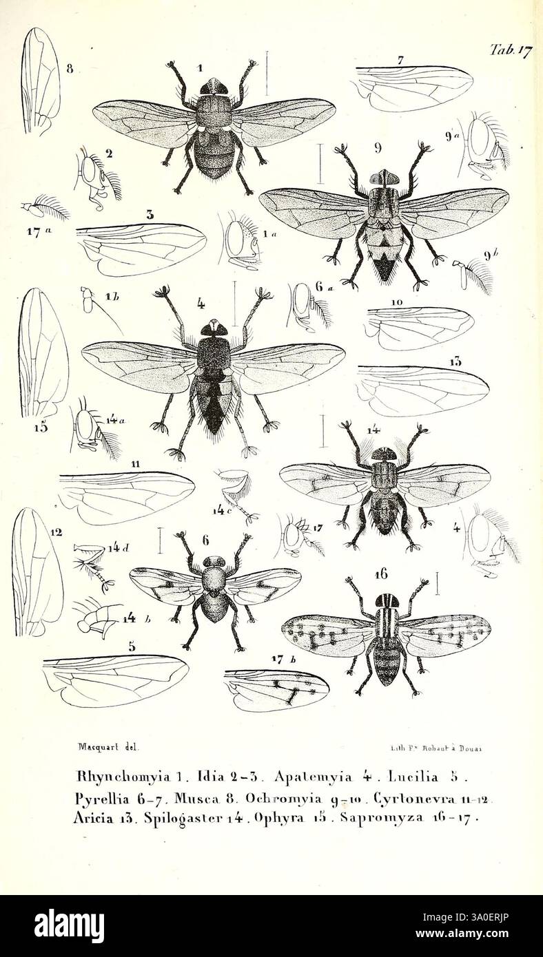 Diptères Exotiques Nouveaux Ou Peu Connus Paris Roret 1838-1843 Diptera ...