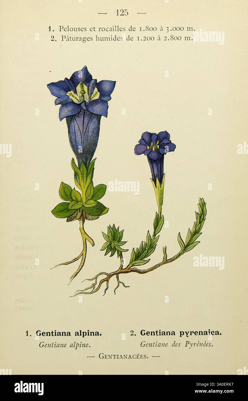Illustration features two distinct species of gentian flowers hi-res ...