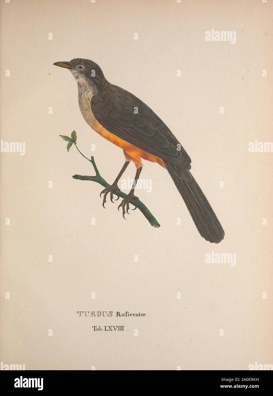 Avium, species, novae, quas, in, itinere, annis, MDCCCXVII-MDCCCXX, per ...