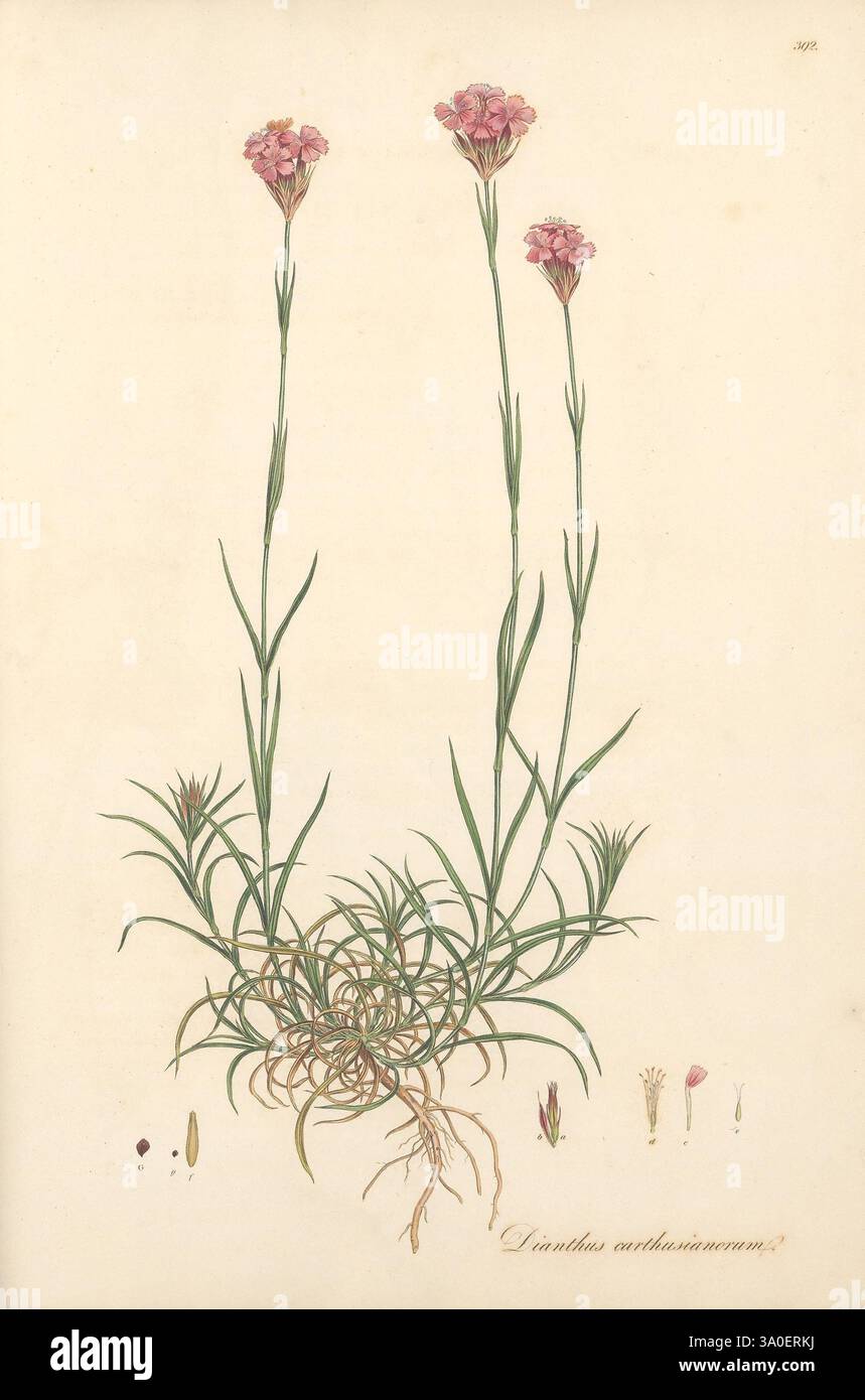 Lush green foliage forms clumps hi-res stock photography and images - Alamy