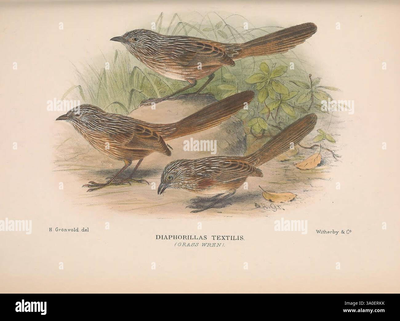 Damalichthys hi-res stock photography and images - Alamy