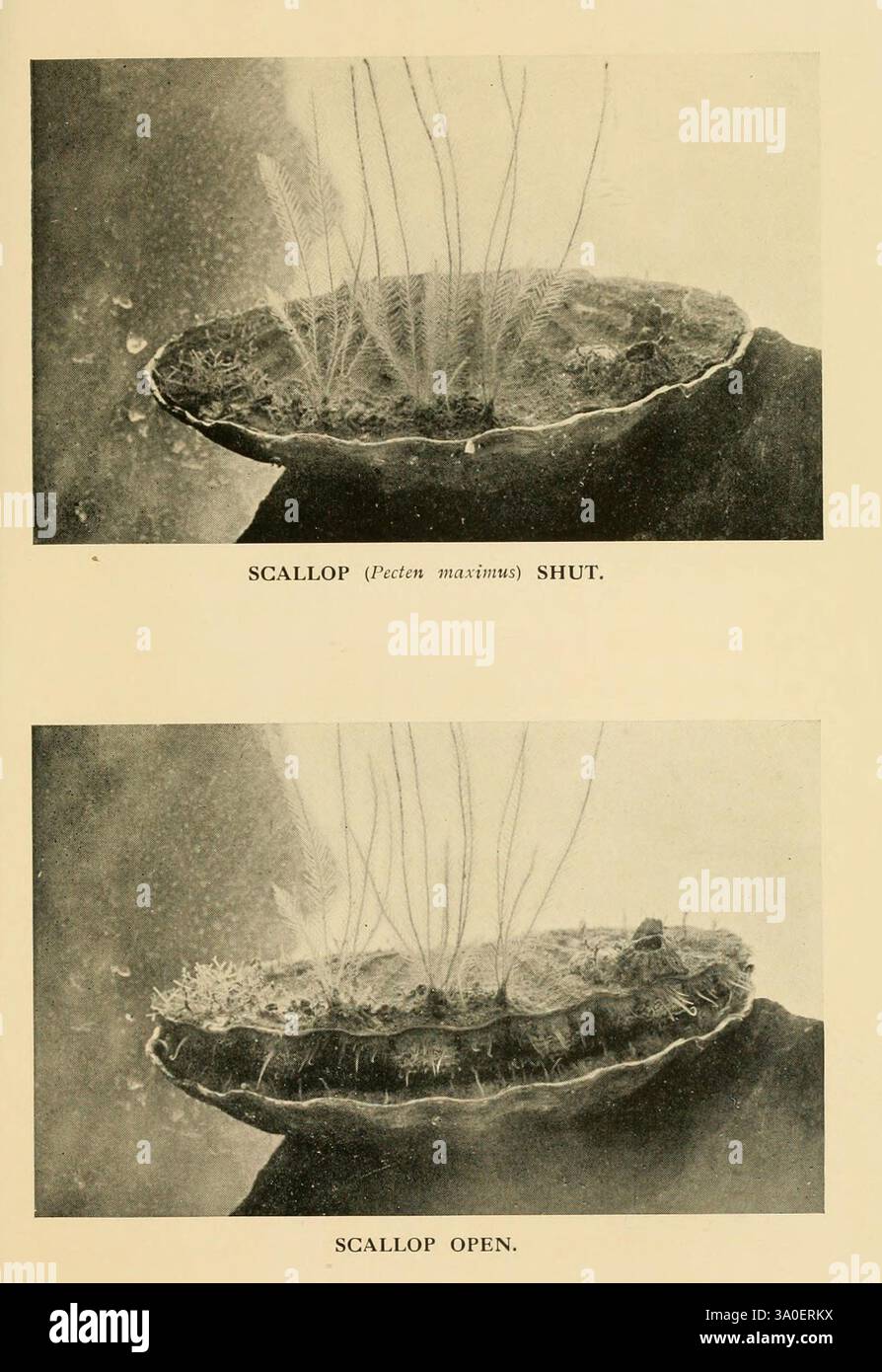 Marvels of fish life as revealed by the camera 1912, fishes ...