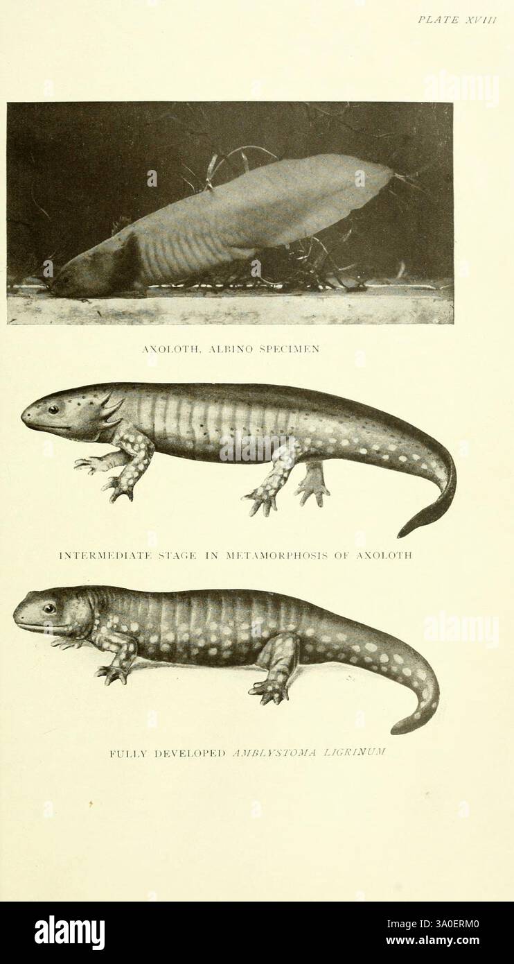 Reptiles, Amphibia, Fishes, and Lower Chordata, London, Methuen, 1912 ...