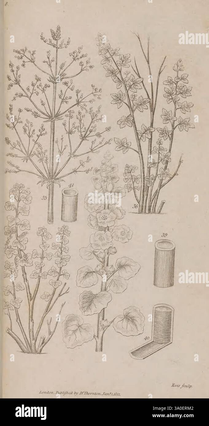 Alongside various plant forms hi-res stock photography and images - Alamy