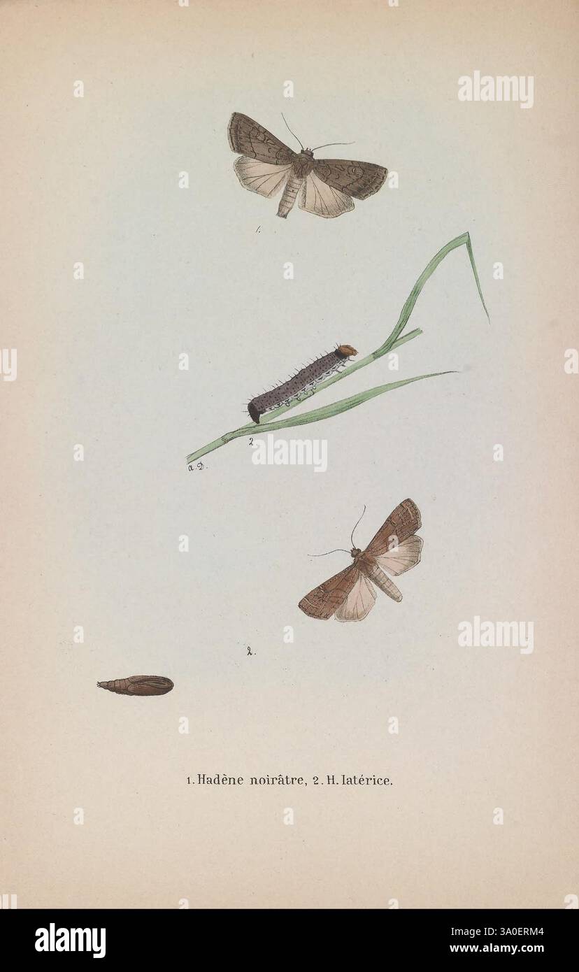 Different life stages of two moth species hi-res stock photography and ...