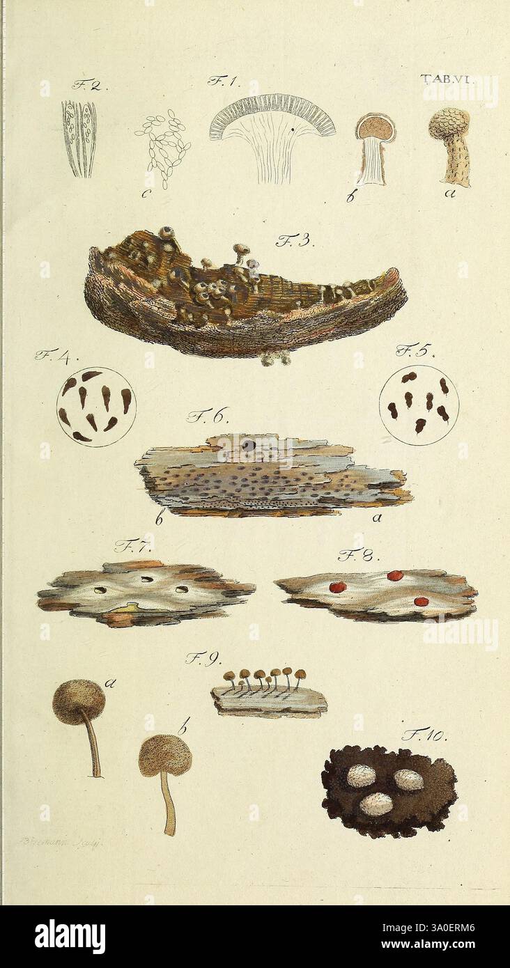 Various forms of fungi hi-res stock photography and images - Alamy