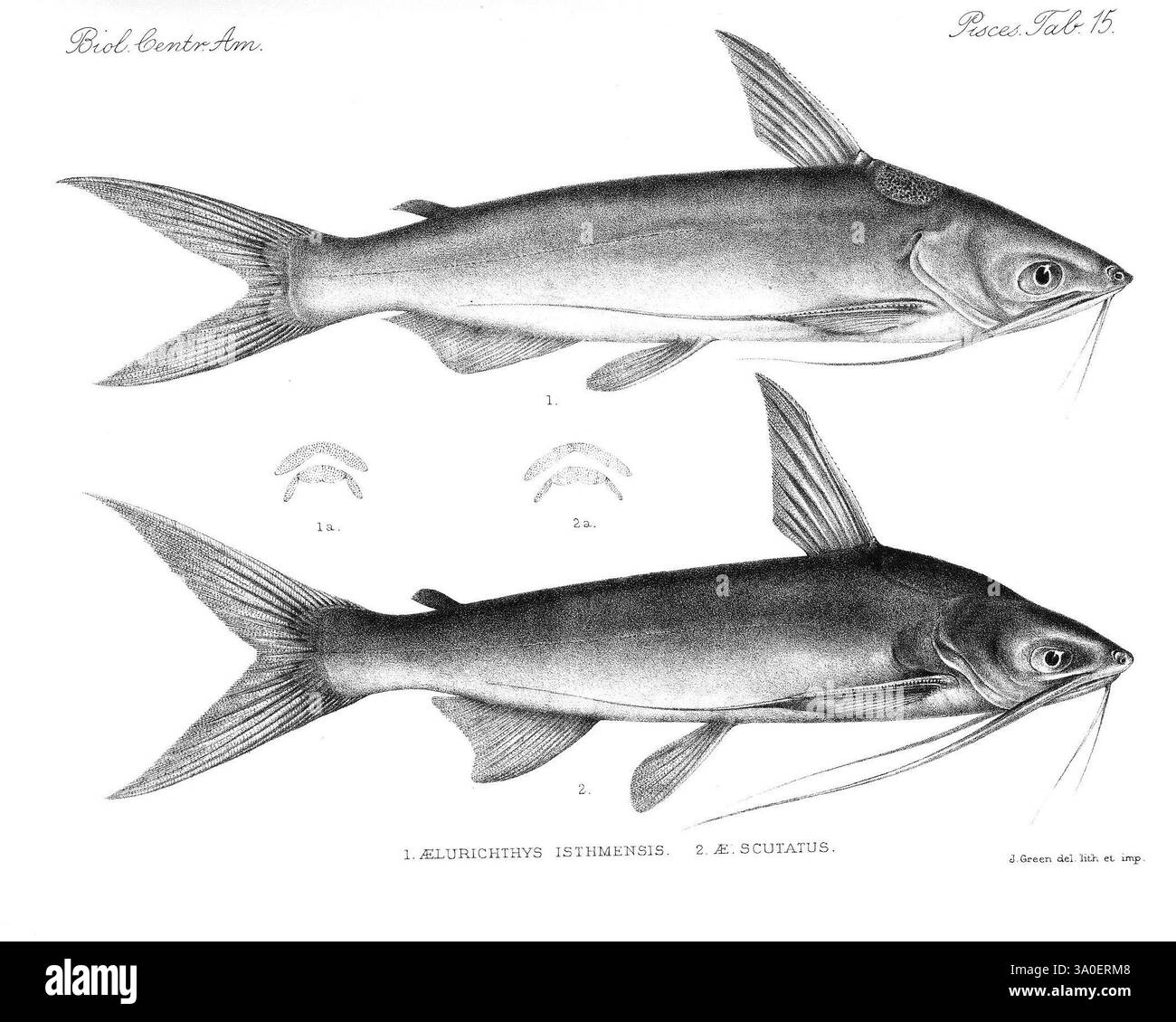 Two species of catfish hi-res stock photography and images - Alamy