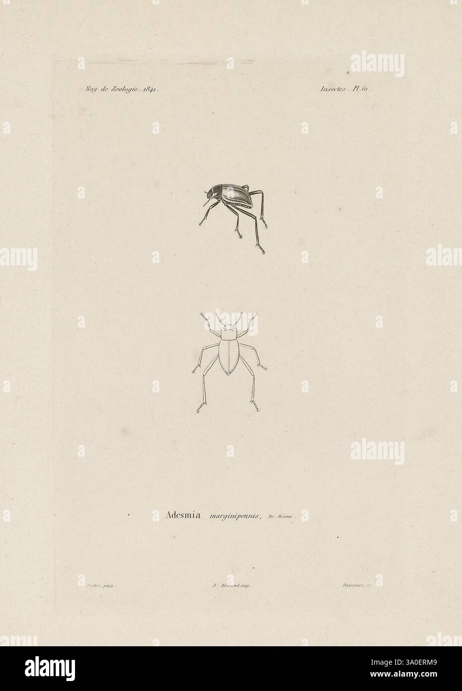 Illustrations of insects created for the Magasin de zoologie 1838-1842 ...