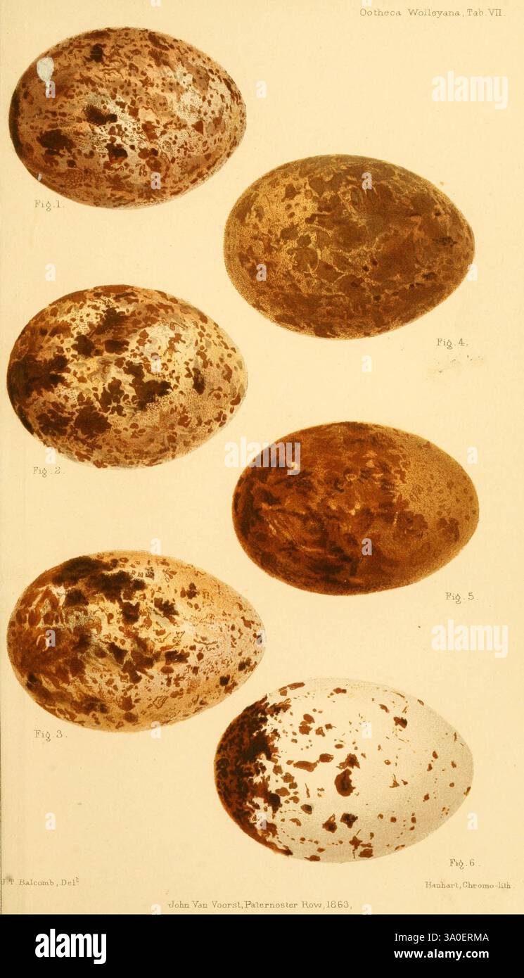 Diversity in avian egg morphology hi-res stock photography and images - Alamy