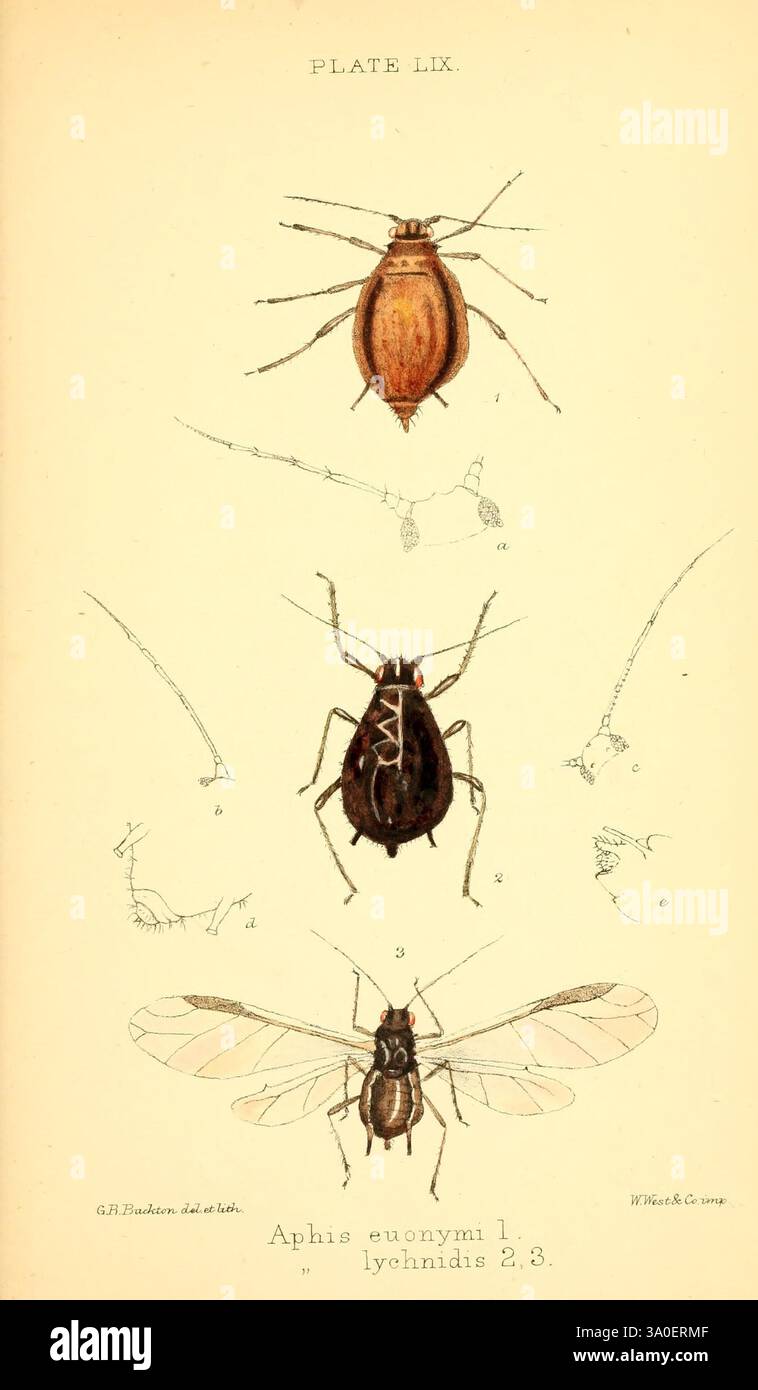 Alongside additional line drawings hi-res stock photography and images ...