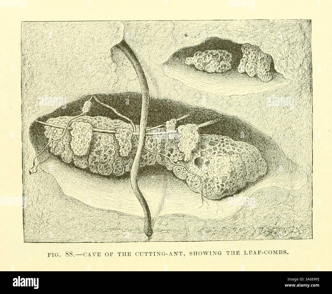 Intricate design of natures architecture hi-res stock photography and ...