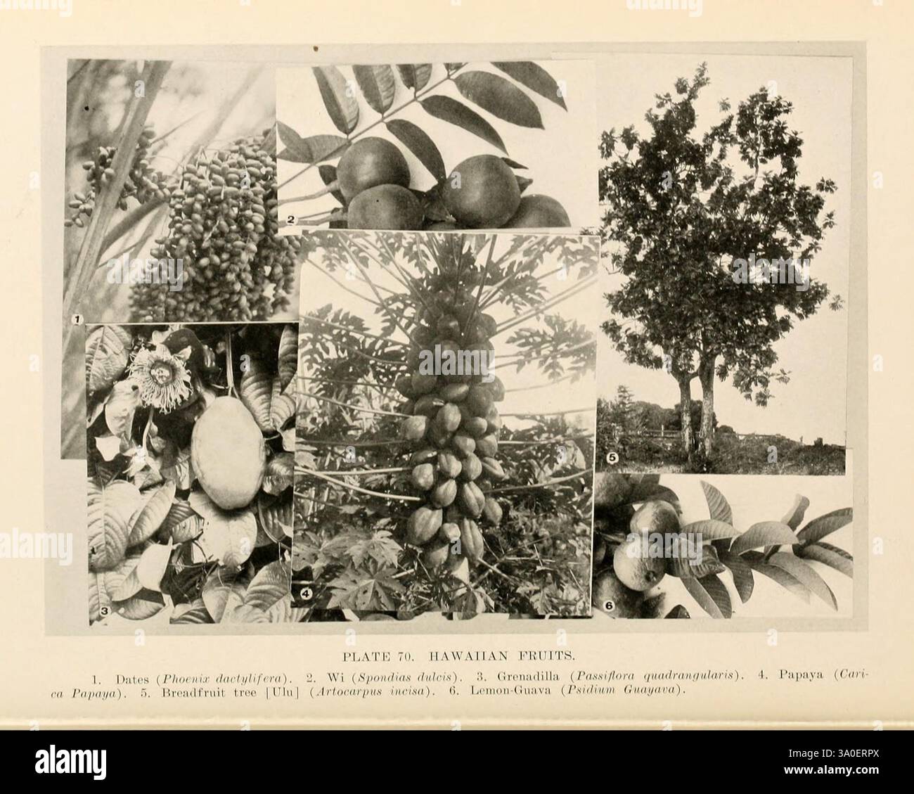 Natural history of Hawaii, Honolulu, Hawaii, Printed for the author by ...