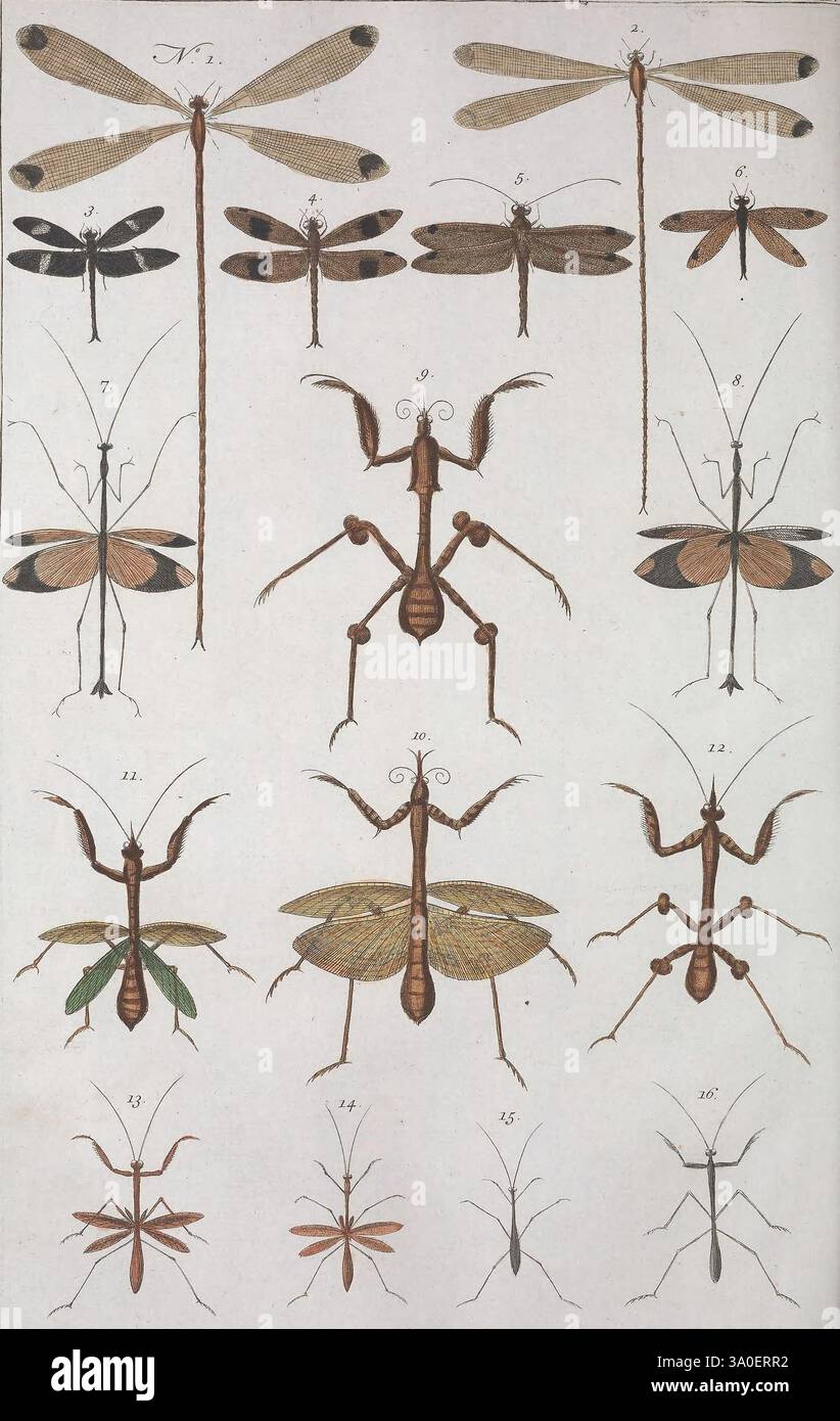 Mantises in different poses hi-res stock photography and images - Alamy