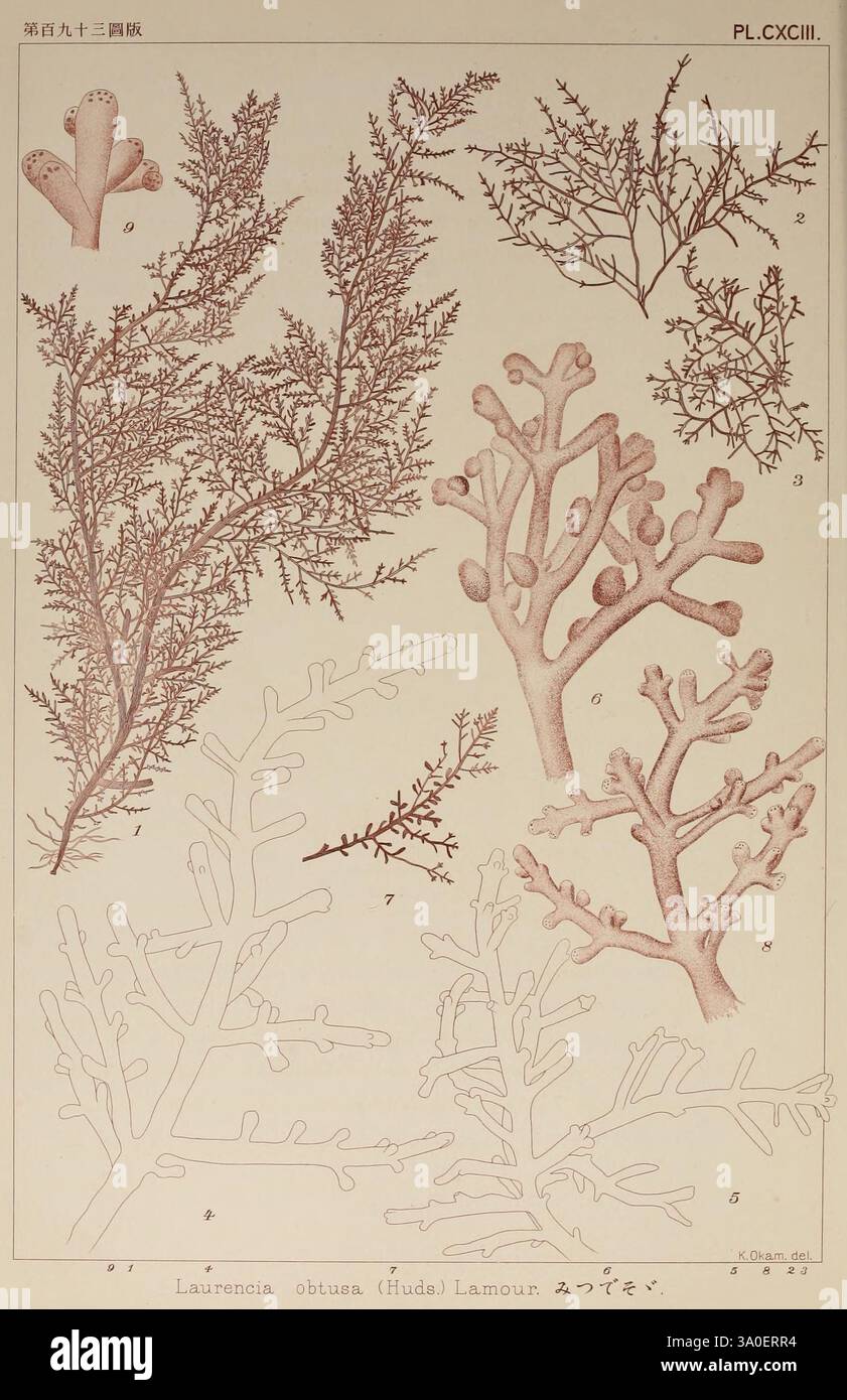 Diverse branching patterns hi-res stock photography and images - Alamy