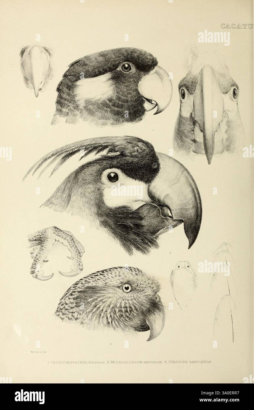 The genera of birds, 1849, bird, birds, behavior ornithology ...