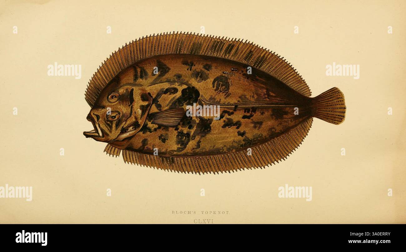 Fishs asymmetrical form hi-res stock photography and images - Alamy