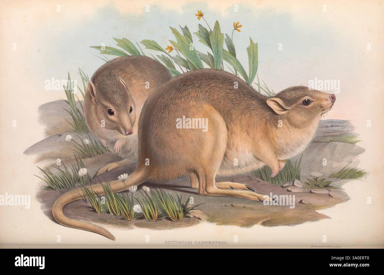 The mammals of Australia, pub. by the author 1863. Australia, mammals ...