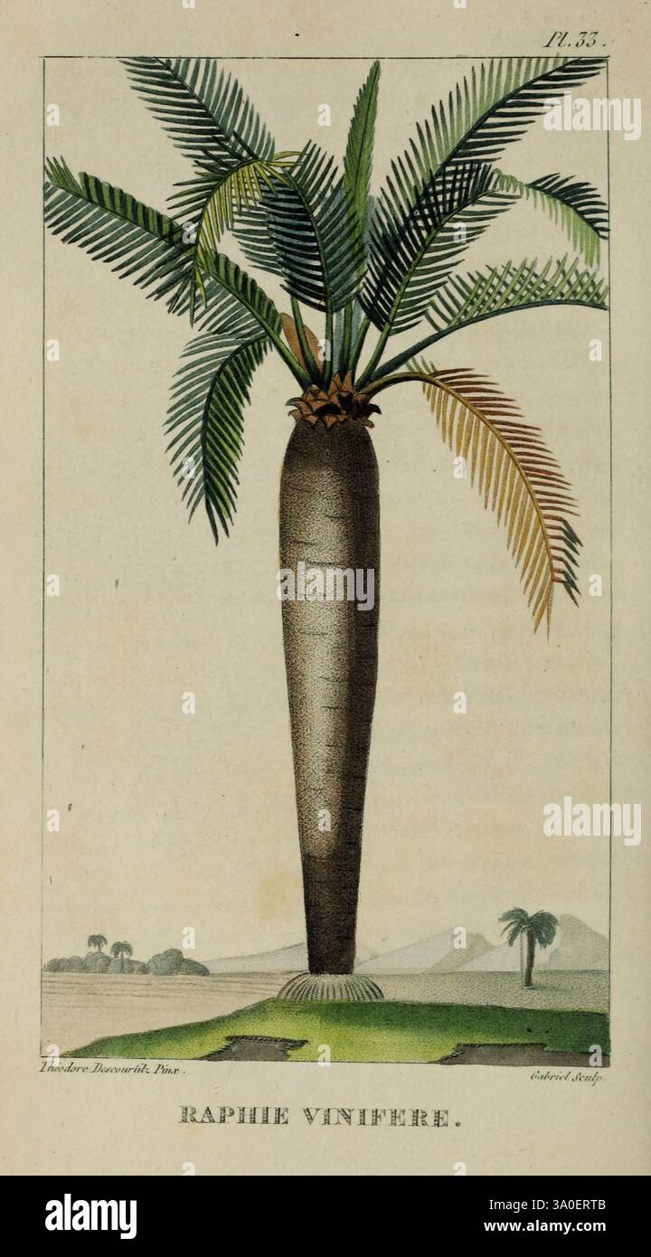 Raphea vinifera hi-res stock photography and images - Alamy