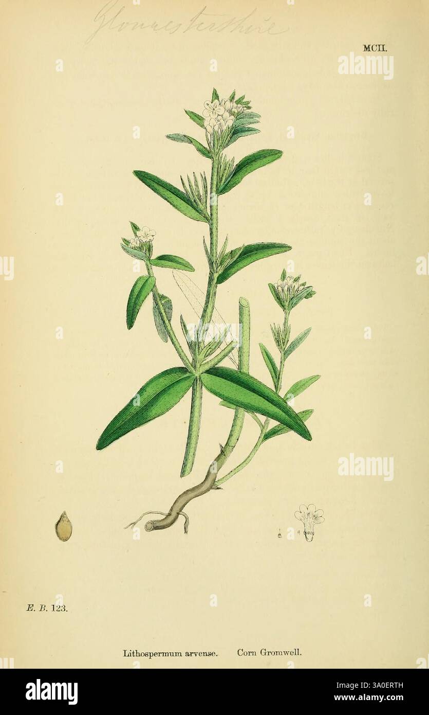 English botany, or Coloured figures of British plants London, R ...