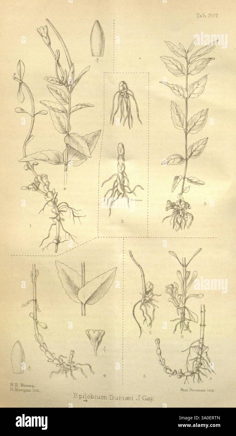 Series of labeled sections hi-res stock photography and images - Alamy