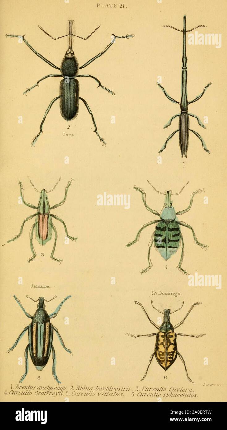 The natural history of beetles Edinburgh, Henry G. Bohn, 1852., A ...
