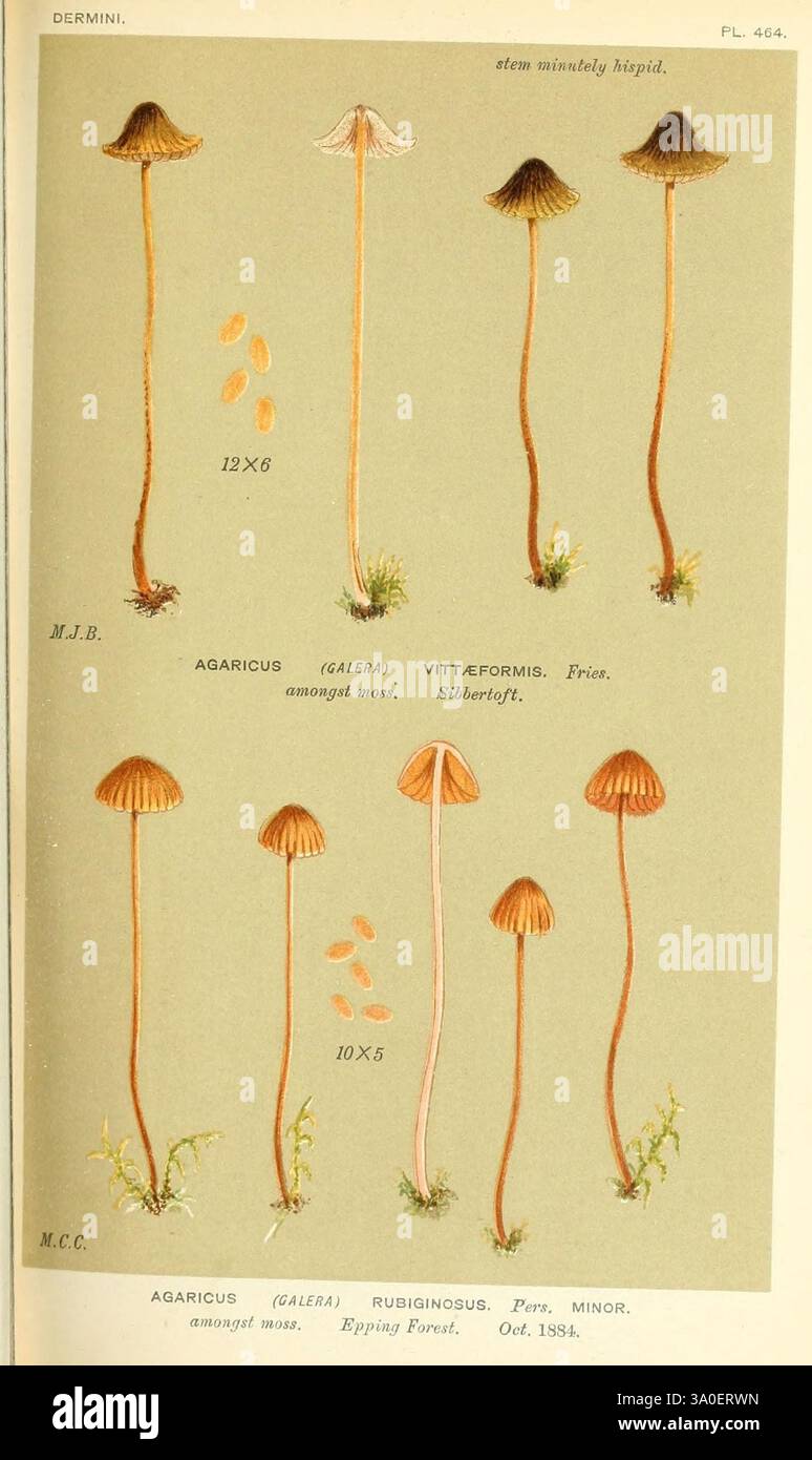 Illustrations of British Fungi (Hymenomycetes), to serve as an atlas to ...