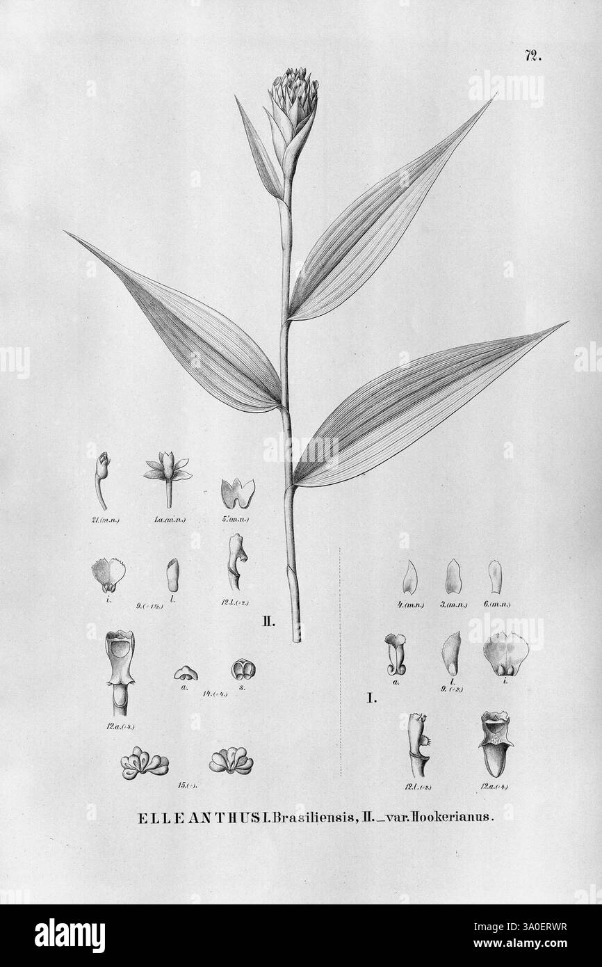 Elleanthus species hi-res stock photography and images - Alamy