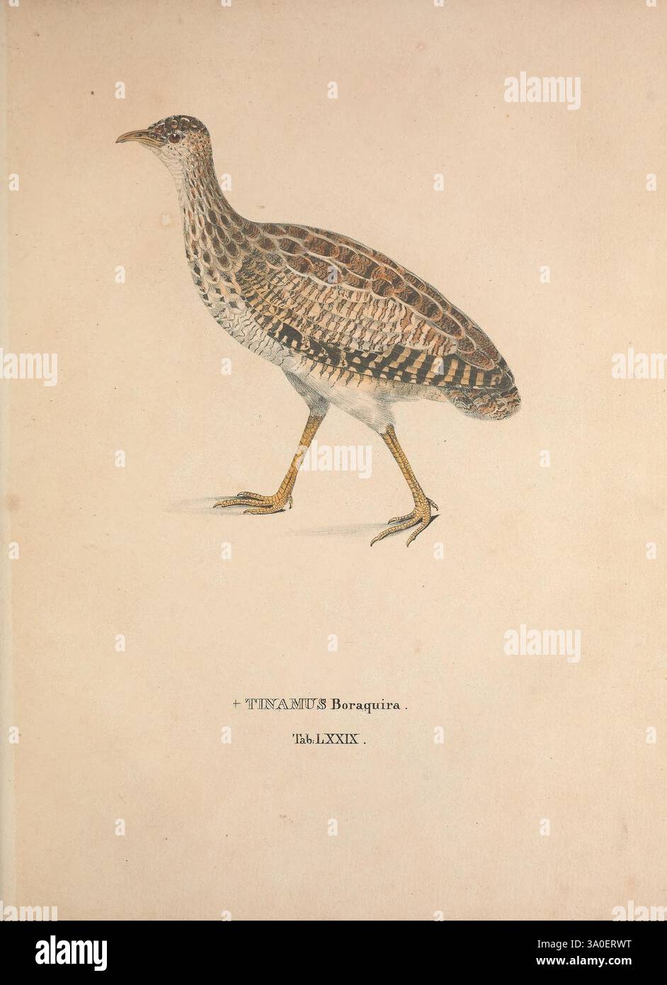 Pitaranotur borarquinus hi-res stock photography and images - Alamy