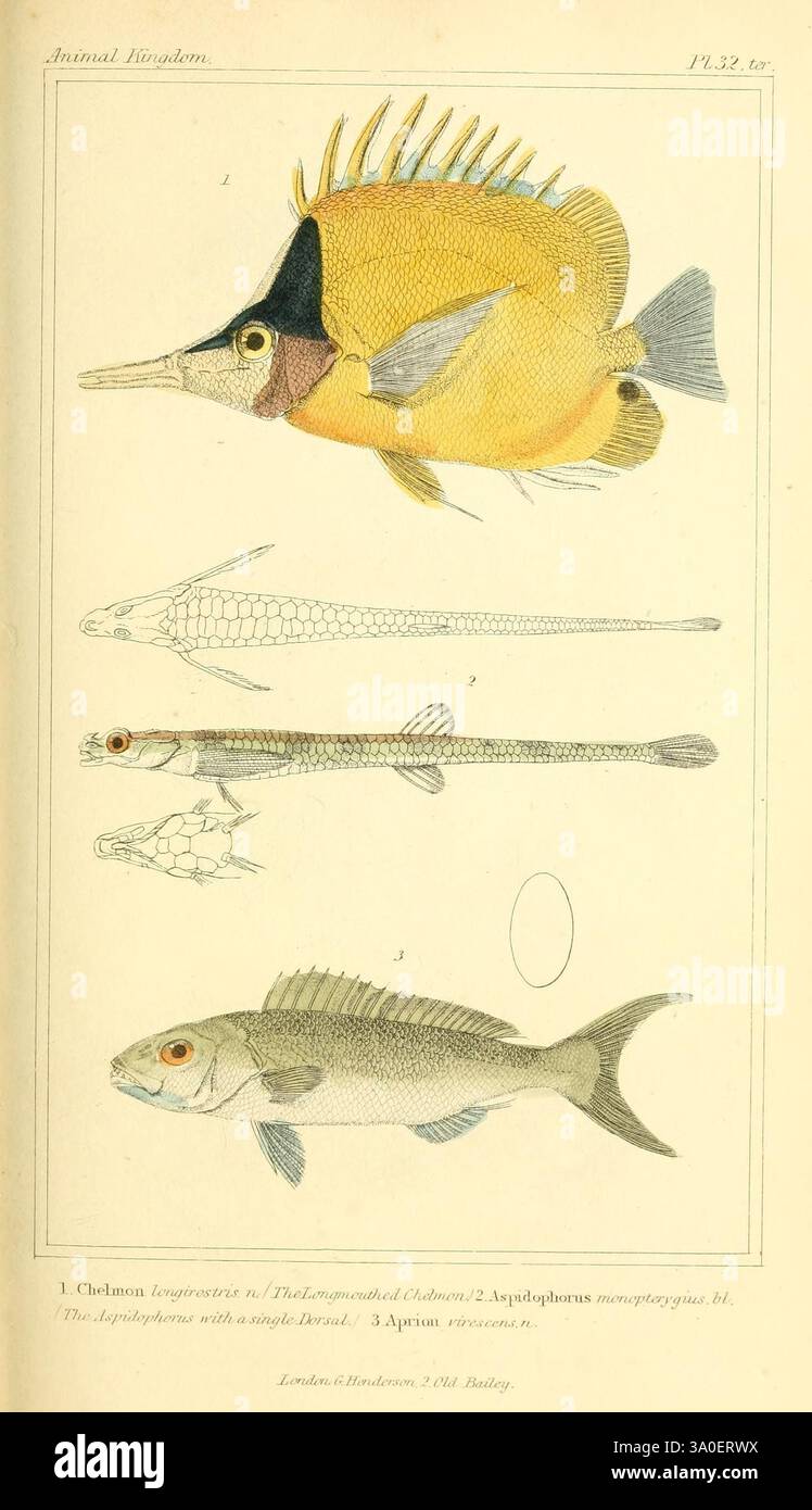 The animal kingdom, arranged according to its organization, serving as ...